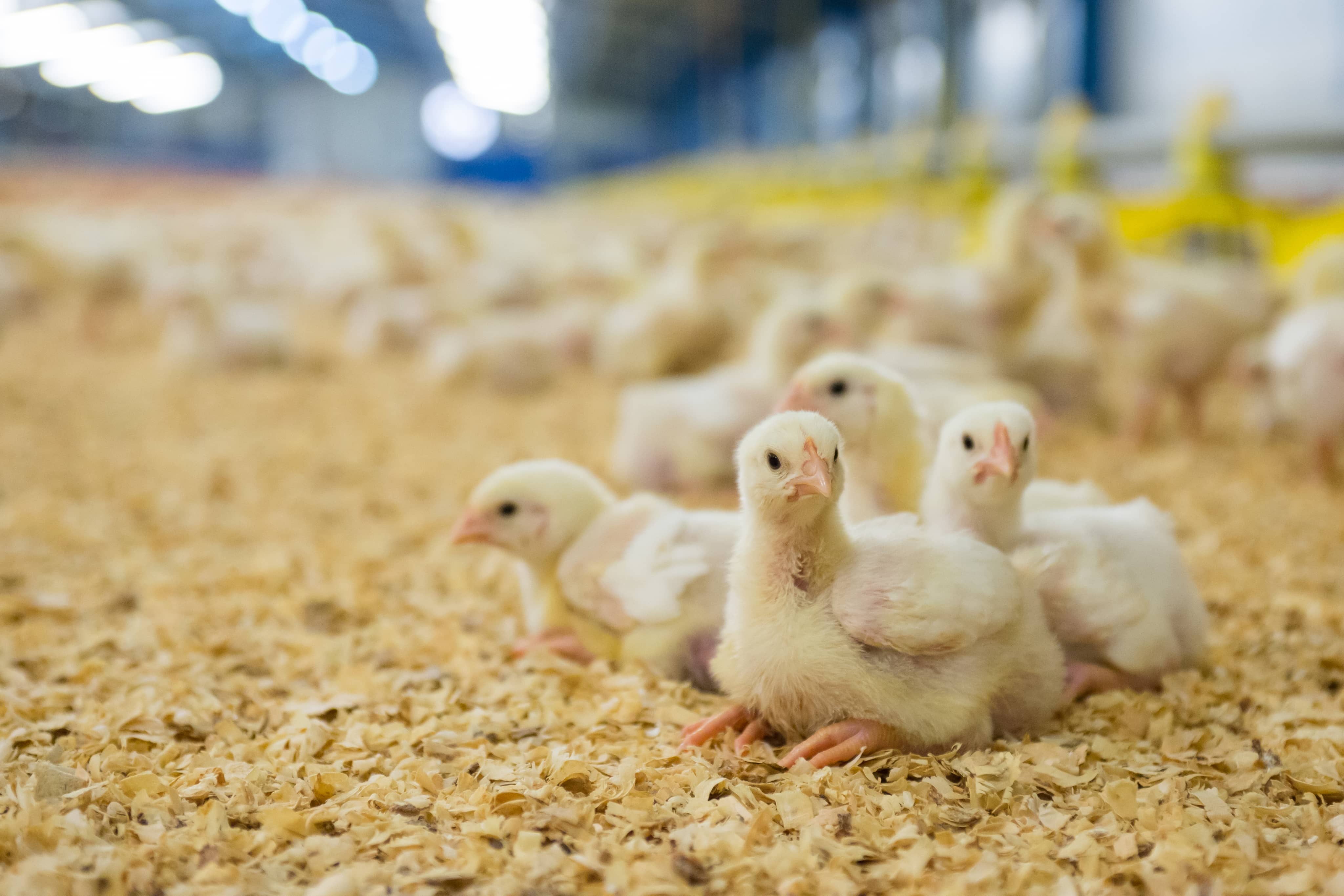 Chickin Smartfarm - Modernisasi Industri Poultry
